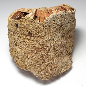 Siphonophrentis Gigantea, Silicified Large Horn Coral Fossil Minutely ...