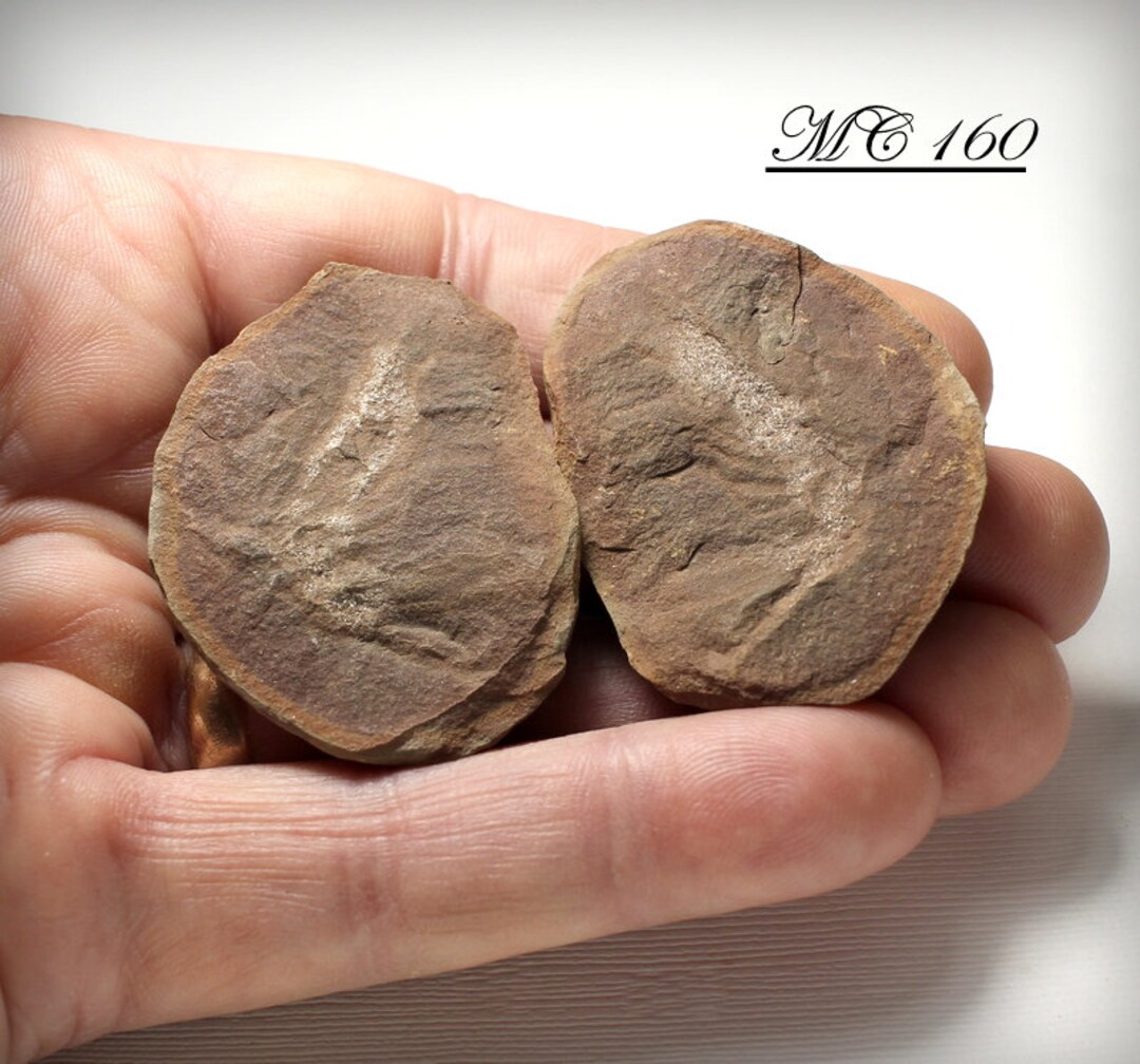 Complete SHRIMP FOSSIL Molted Exoskeleton - Mazon Creek Shrimp Molt ...