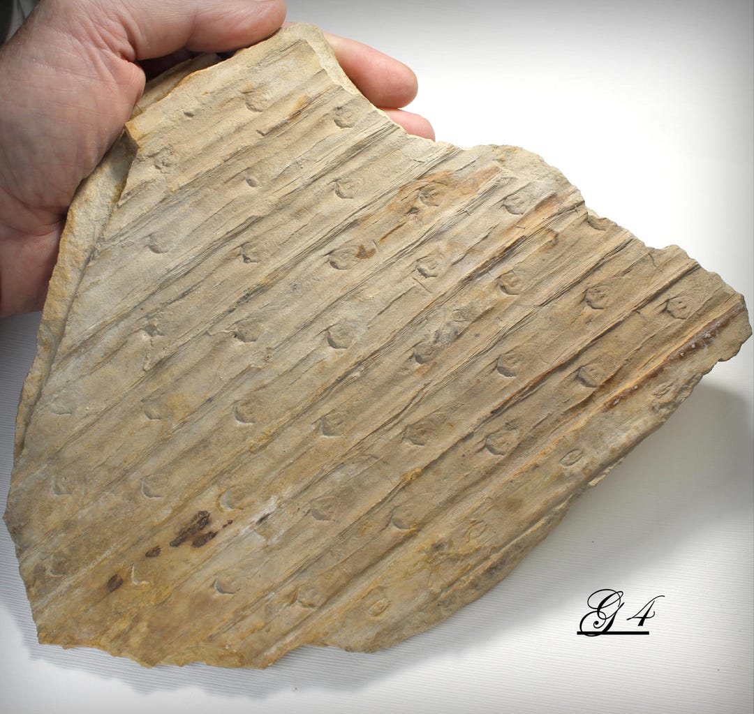 X-large Two Sided Fossil of Two Different Carboniferous Tree Species ...