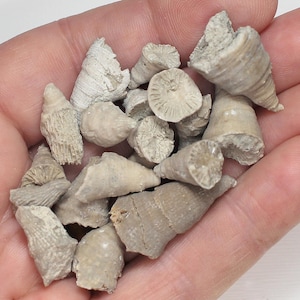 Small Horn Coral Fossils the Exact Ones Pictured Complete, Solitary ...