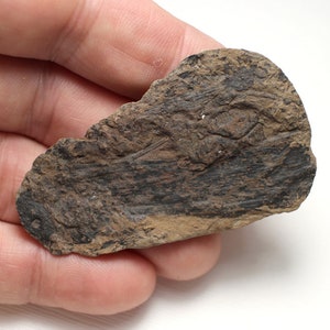 Mazon Creek Fossil High Detail Lycopsid, Lepidodendron Bark Leaf ...