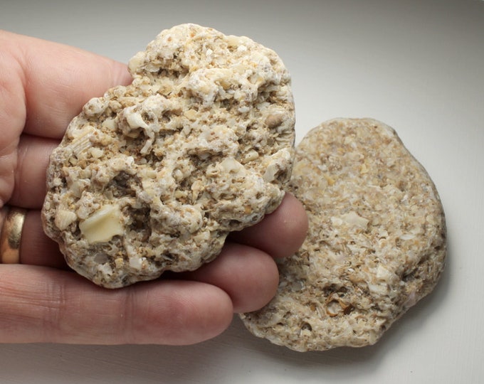 Three Pieces of Coquina (pictured) - Natural Fossiliferous Limestone ...