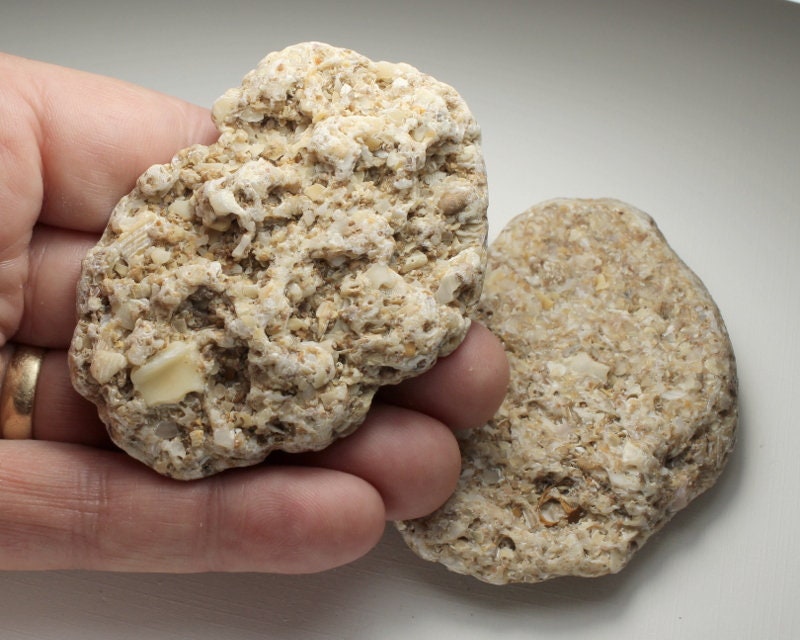 Coquina Sedimentary Rock