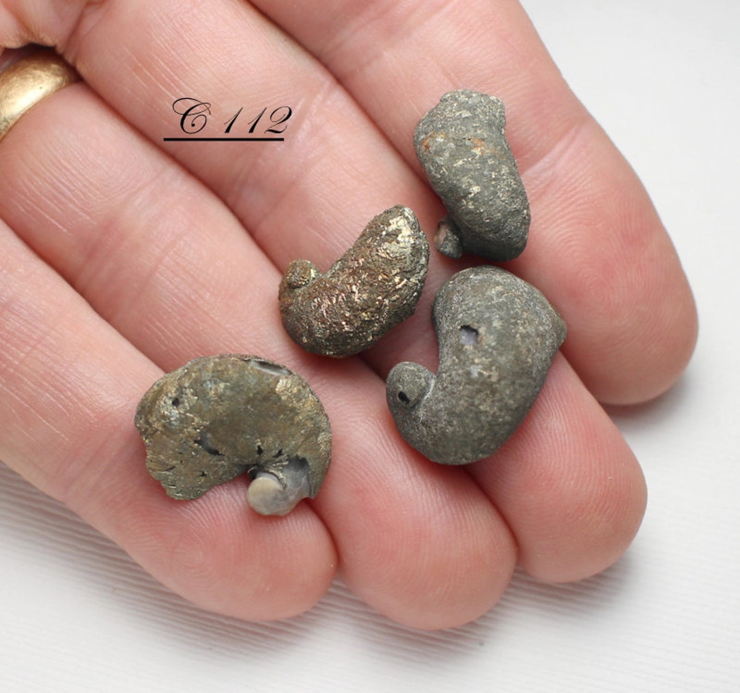 Four Pyritized Oyster Shells Ilymatogyra Arietina From Texas Fossil ...