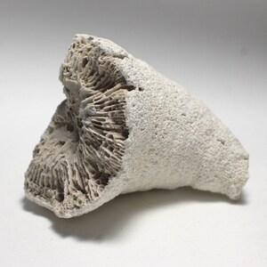 Siphonophrentis Gigantea, Horn Coral Fossil Minutely Detailed Devonian ...