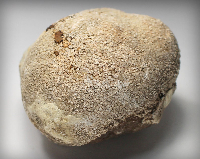 Large Crinoid Bulb Fossil High-definition Devonian - Etsy