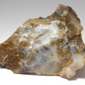 Agatized Coprolite fossilized Poop From Shootaring Canyon, Utah, USA - Etsy