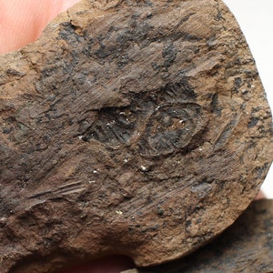 Mazon Creek Fossil High Detail Lycopsid, Lepidodendron Bark Leaf ...