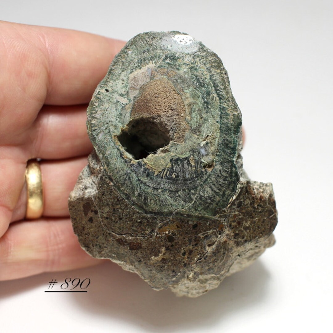 Face Polished Green Petrified Wood Limb , From Hampton Butte, Oregon ...