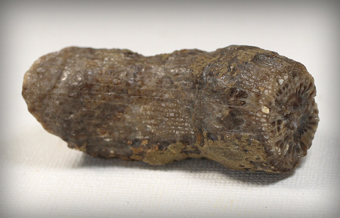 Set of Five Large Caninia Torquia Horn Coral Fossils from | Etsy