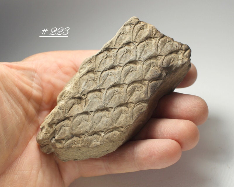 Lepidodendron Fossil