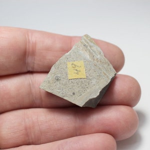 Two Detailed Small Trilobite Fossils PERONOPSIS INTERSTRICTUS, on ...