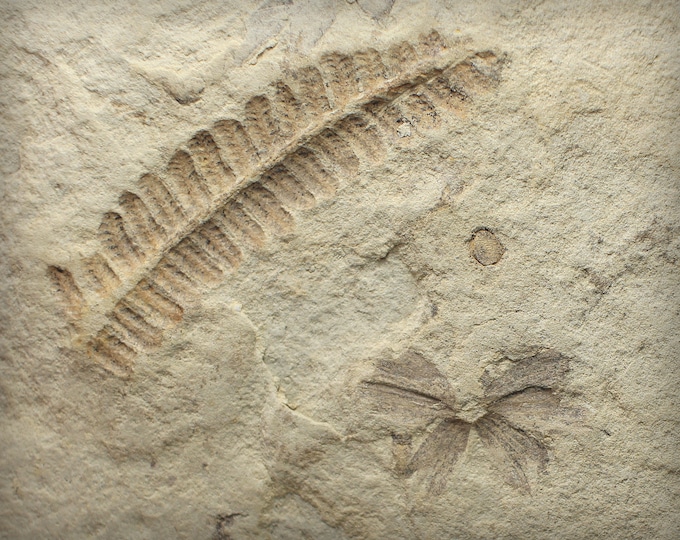 Pecopteris Fern Leaf Fossils With Leaf Whorl Carboniferous Fossil ...