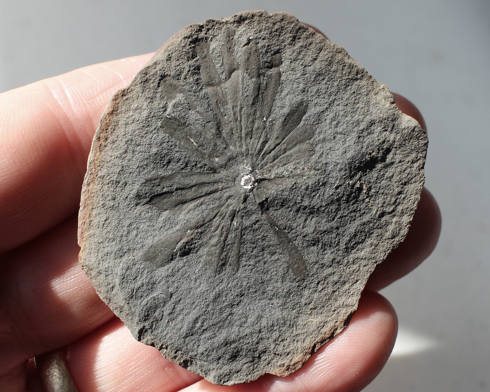 Calamites Annularia Horsetail Leaf Fossil Concretion Both | Etsy