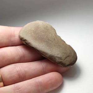 Mazon Creek Fossil High Detail Lycopsid, Lepidodendron Bark Leaf ...