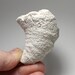Siphonophrentis Gigantea, Horn Coral Fossil Minutely Detailed Devonian ...