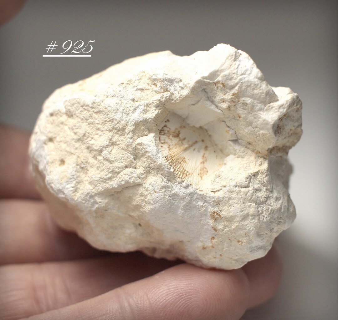 White Clear Creek Chert Tripoli novaculite Stone With Bivalve Fossil ...