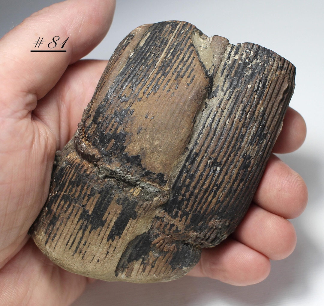 Large Calamites Fossil Tree Stem Display Specimen, From Mazon Creek ...