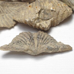 Spirifer Fossils Five Super Well-defined Devonian Spirifer Fossils ...