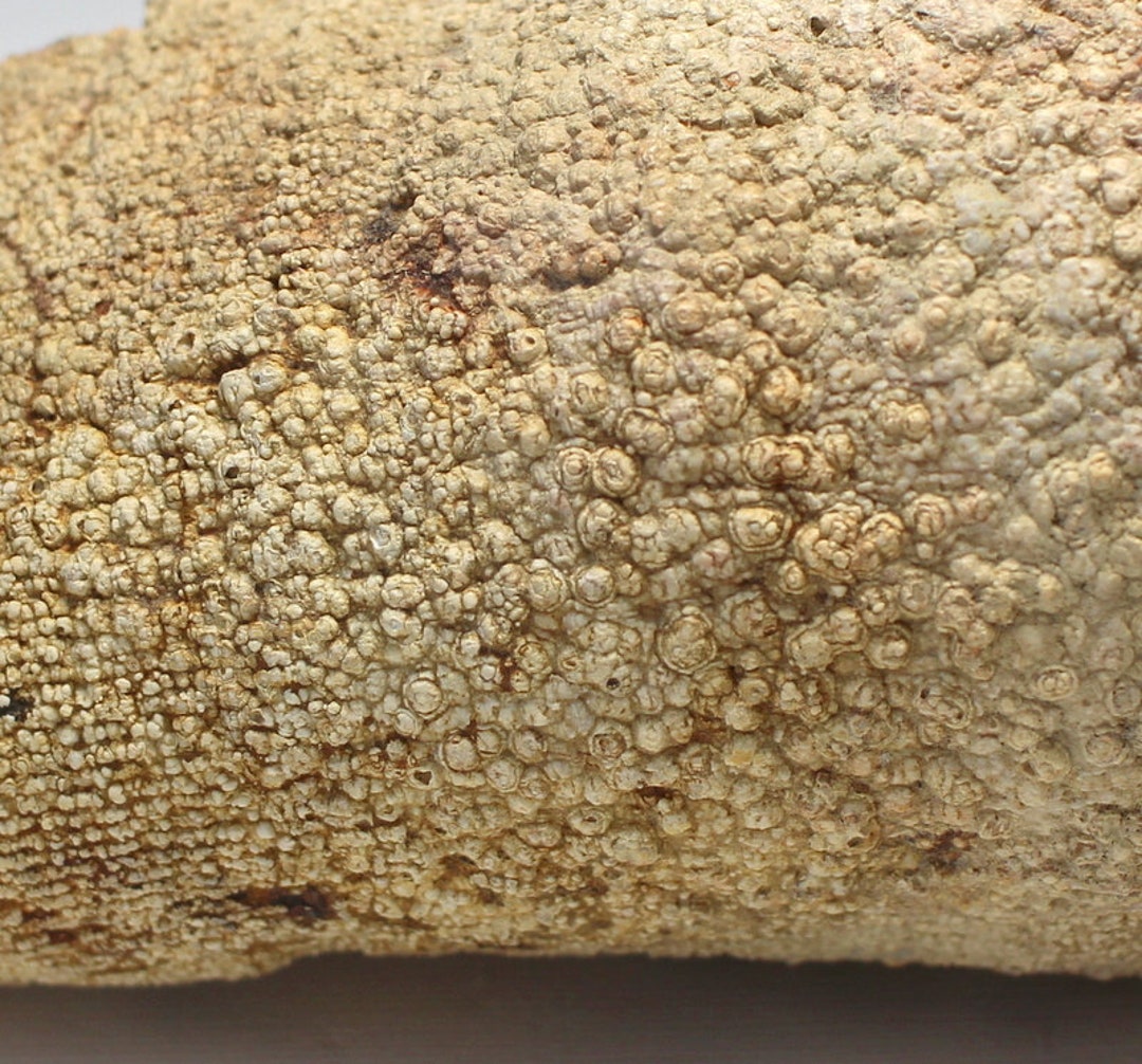 BEEKITE! Siphonophrentis Gigantea, Horn Coral Fossil - Minutely ...