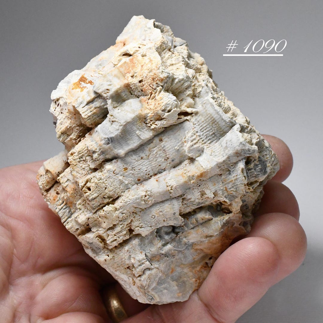 Hexagonaria Coral Fossil Specimen - Iowa USA - Etsy