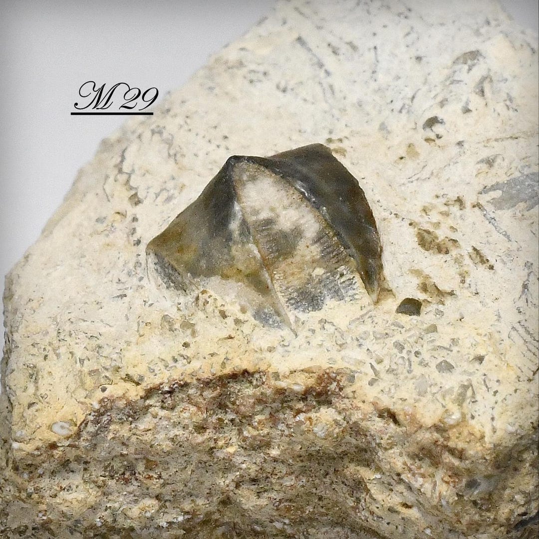 Blastoid Fossil in Matrix, From Roadcut Near Bedford, Indiana, USA - Etsy