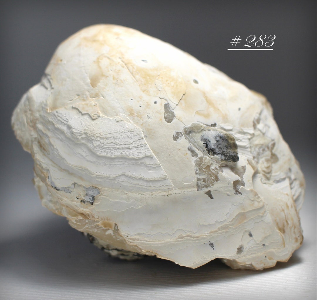 Calcite in Clam Fossil, From Rucks Pit, Fort Drum Crystal Mine, Florida ...