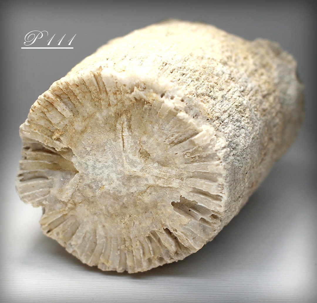 Siphonophrentis Gigantea, Large Horn Coral Fossil Minutely Detailed ...