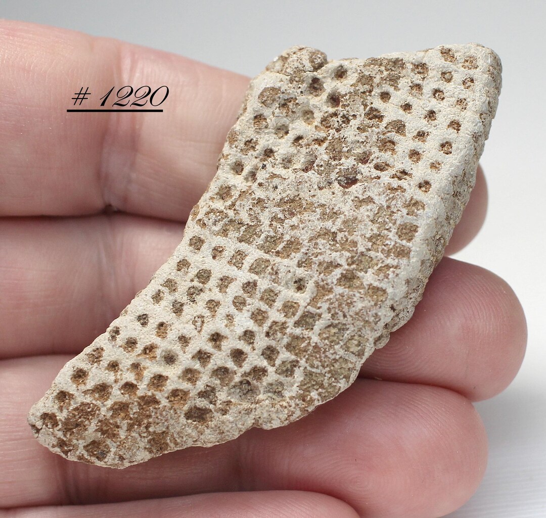 Fossil Receptaculites Ordovician Fossil From Northern Illinois, USA - Etsy