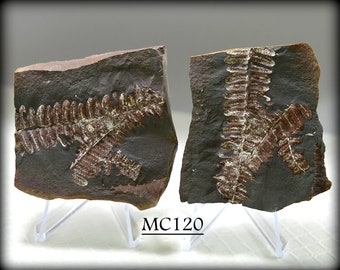 Siderite concretion | Etsy