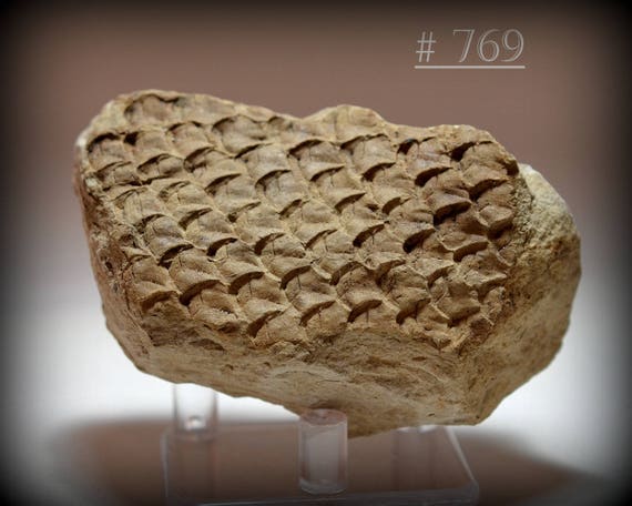 Amazing Fossil of Fern Tree Leaf Cushion Bark from Pella