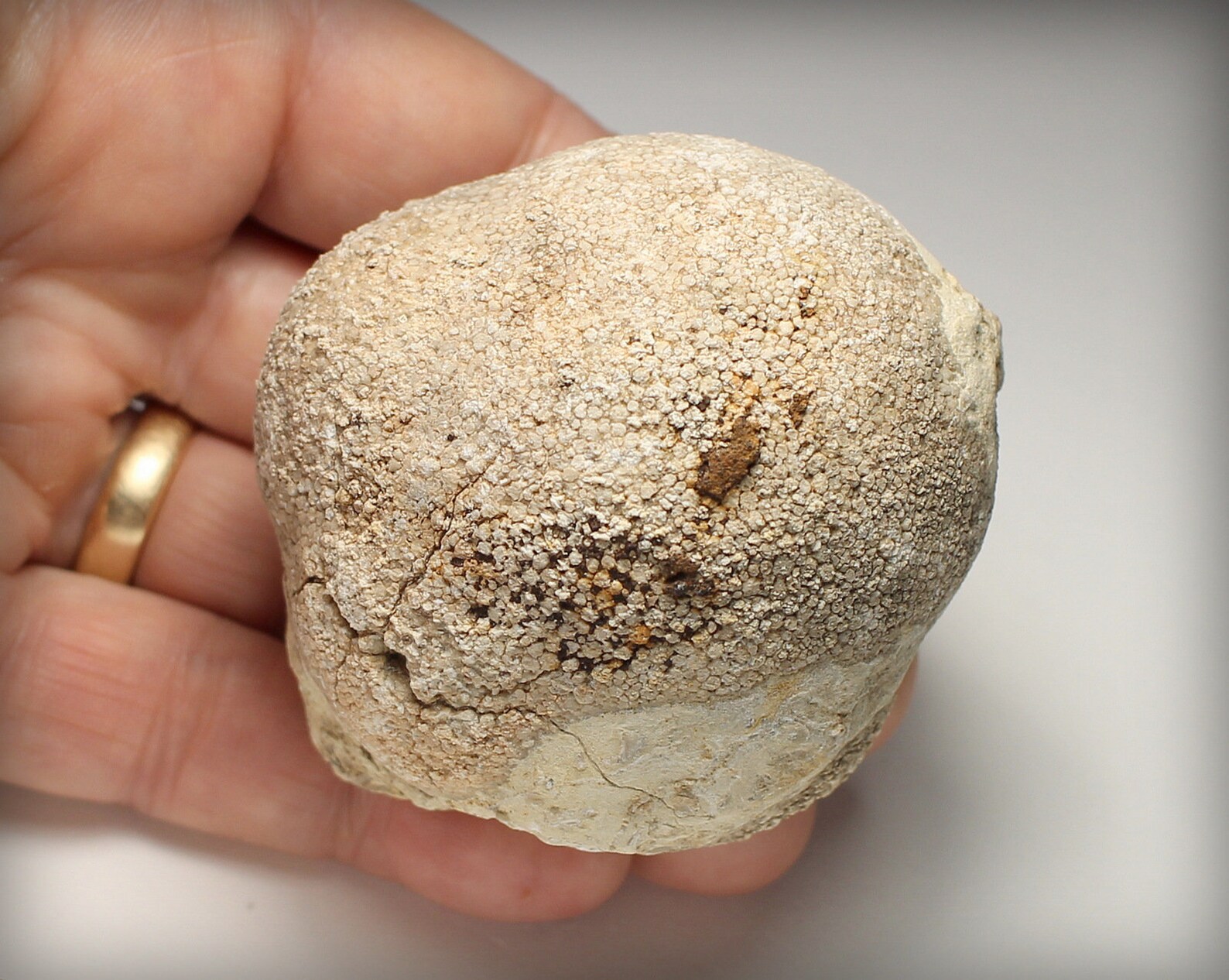 Large Crinoid Bulb Fossil High-definition Devonian - Etsy