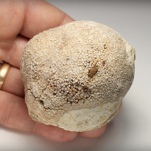 Large Crinoid Bulb Fossil High-definition Devonian 'camarocrinus ...