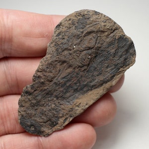 Mazon Creek Fossil High Detail Lycopsid, Lepidodendron Bark Leaf ...