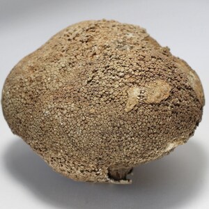 Crinoid Bulb Large Solid Crinoid Bulb Fossil High-definition Devonian ...