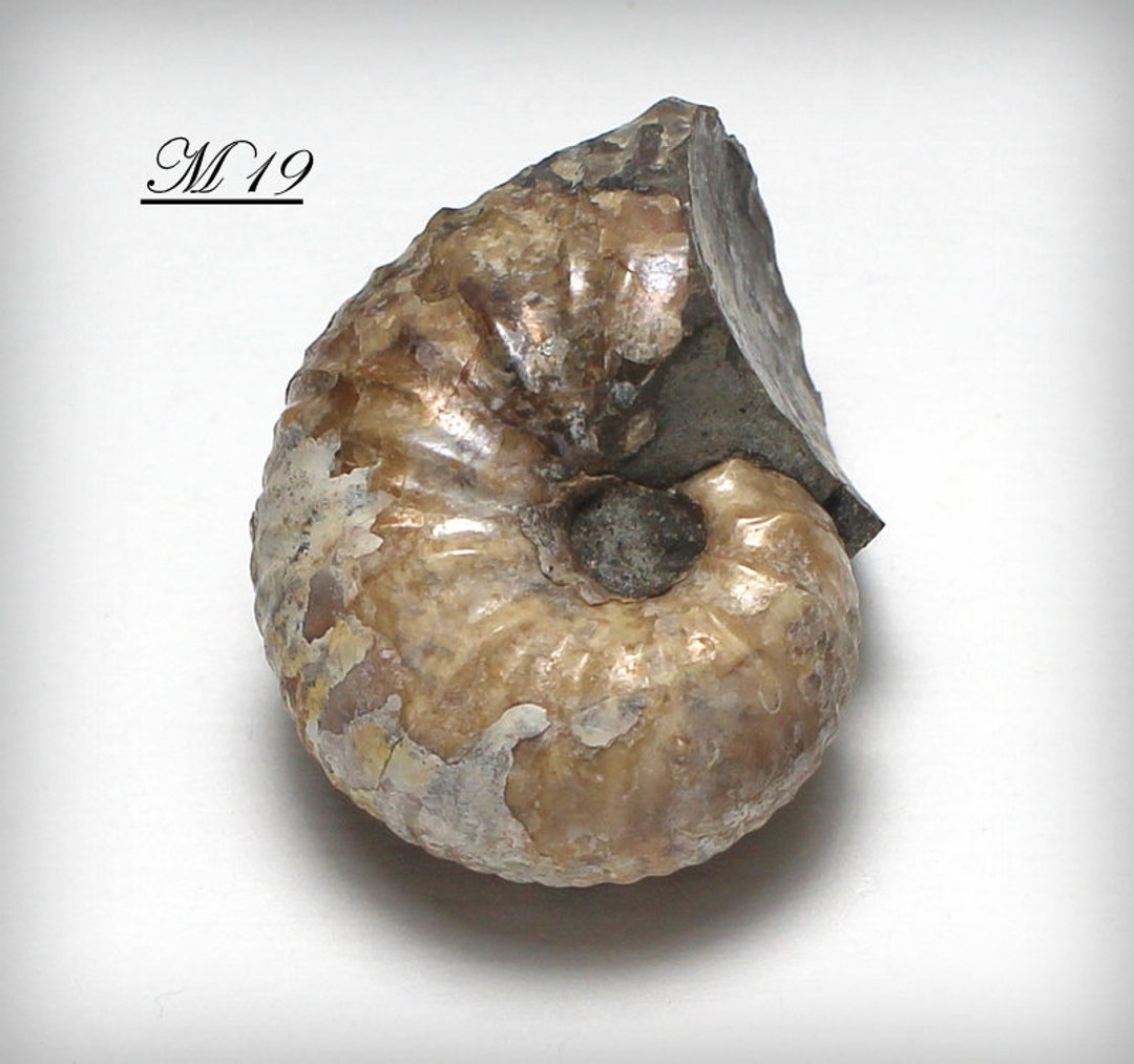Small Ammonite Fossil scaphites With Slight Iridescence Bear Paw ...