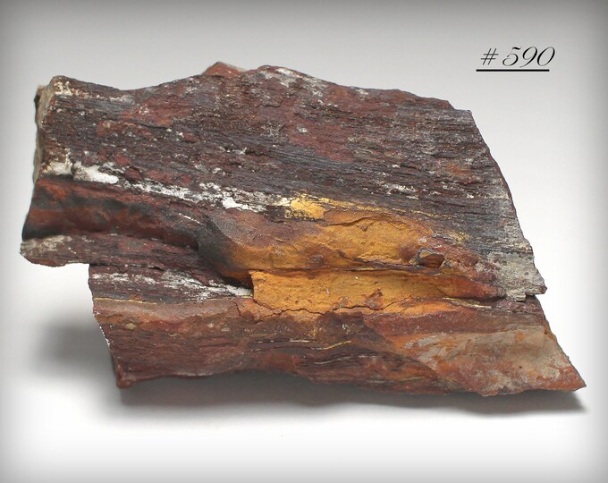 Iron-rich, Partially Pyritized Petrified Carboniferous-age Petrified ...
