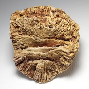 Siphonophrentis Gigantea, Silicified Large Horn Coral Fossil Minutely ...