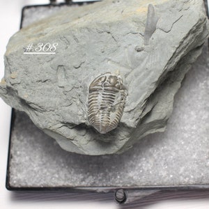 Highly Detailed Trilobite Fossil in Matrix, Mounted in Perky Box From ...