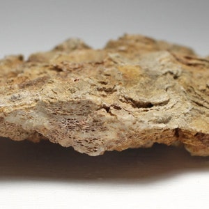 Arachnophyllum Striatum, Larger Colonial Coral Fossil Minutely Detailed ...