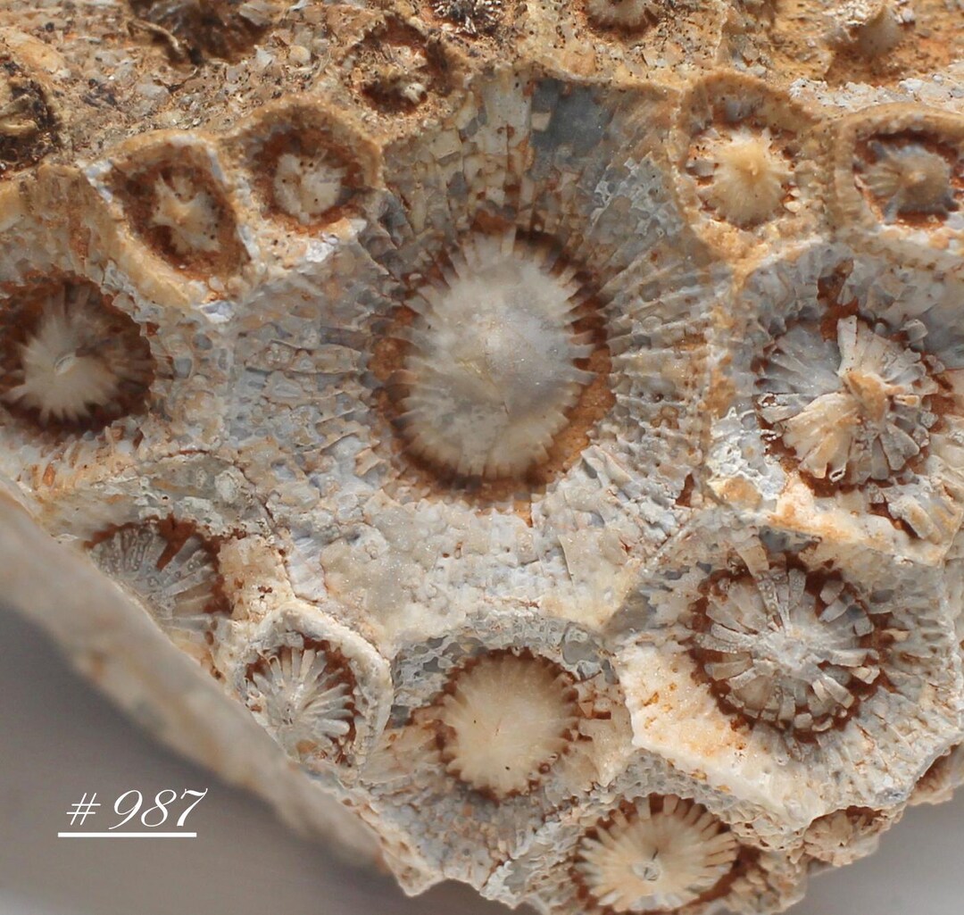 Coral Fossil Rugged but Pretty, Superbly-detailed Ancient Hexagonaria ...