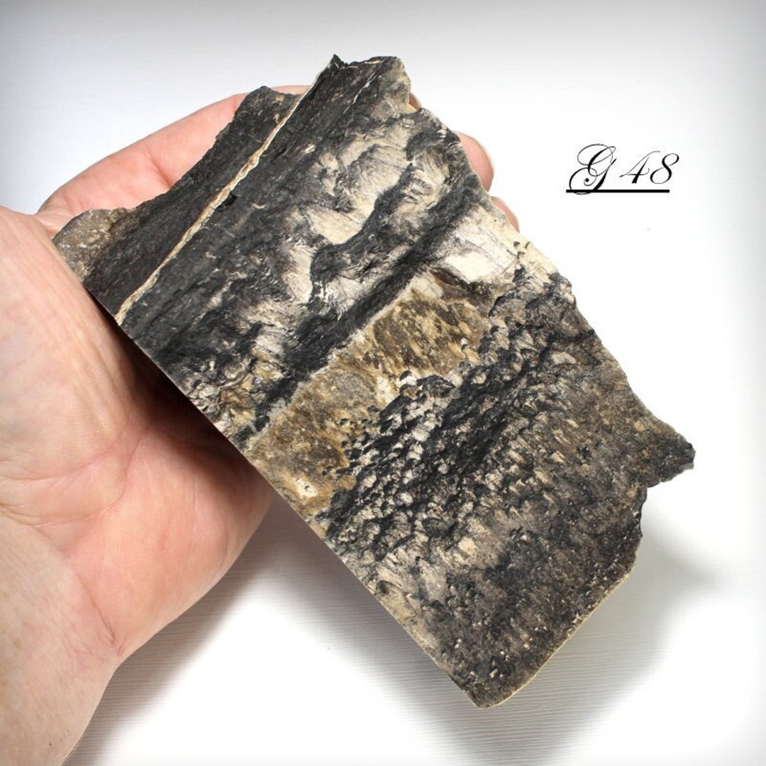 Incredible Large Rare Carboniferous Coal Age Fossil Lepidodendron Tree ...