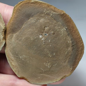 Spirorbis Tube Worm Fossils on Blob, From Mazon Creek Fossil Beds ...