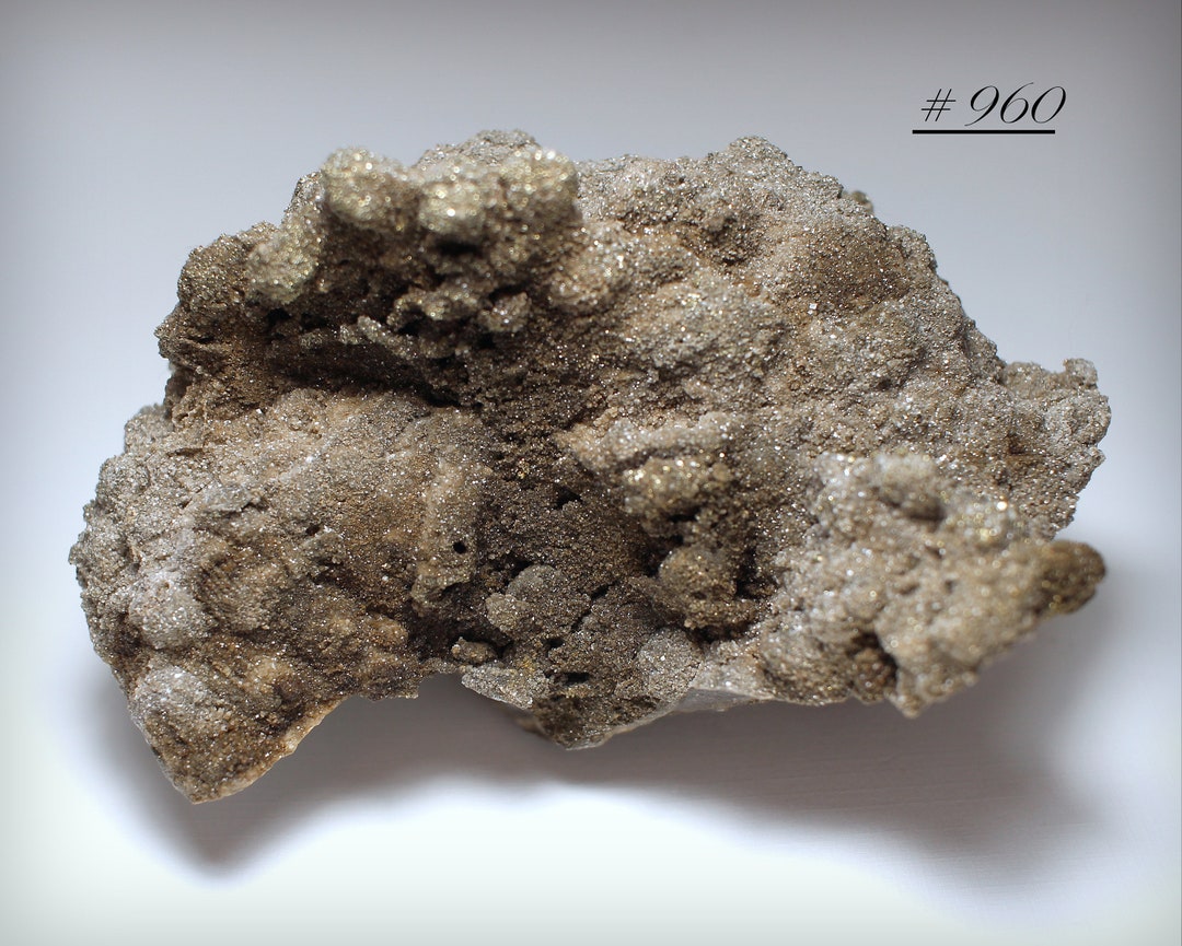 Rare Sparkling Pyritized Large Fossil 'hexagonaria' Devonian Coral With ...