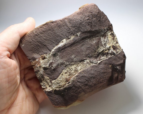 Calamites Fossil