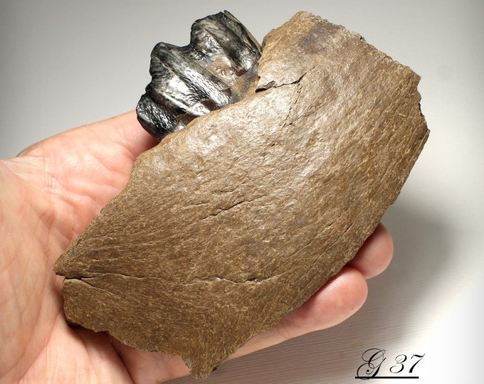 Prehistoric Ice-age Pleistocene Epoch Bison Tooth and Partial Jaw ...