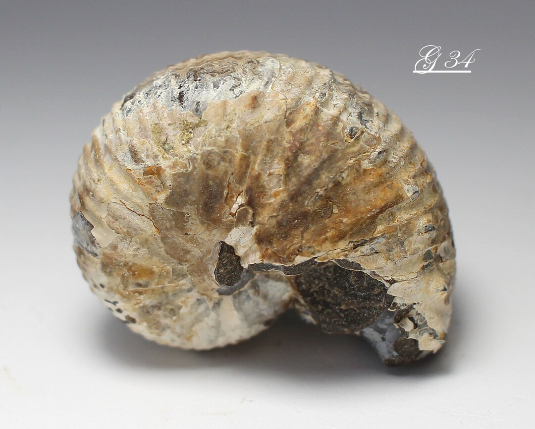 Montana Ammonite Small Cretaceous Fossil Ammonite scaphites, From ...