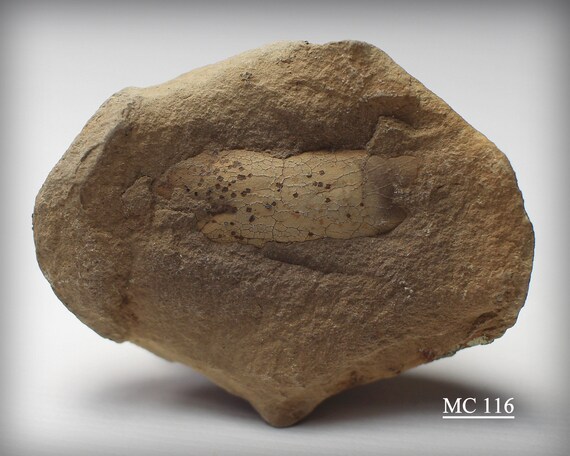 Shrimp Carapace Fossil 307 Million Year Old Three | Etsy