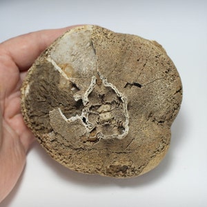 Crinoid Bulb Large Solid Crinoid Bulb Fossil High-definition Devonian ...