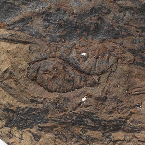 Mazon Creek Fossil High Detail Lycopsid, Lepidodendron Bark Leaf ...
